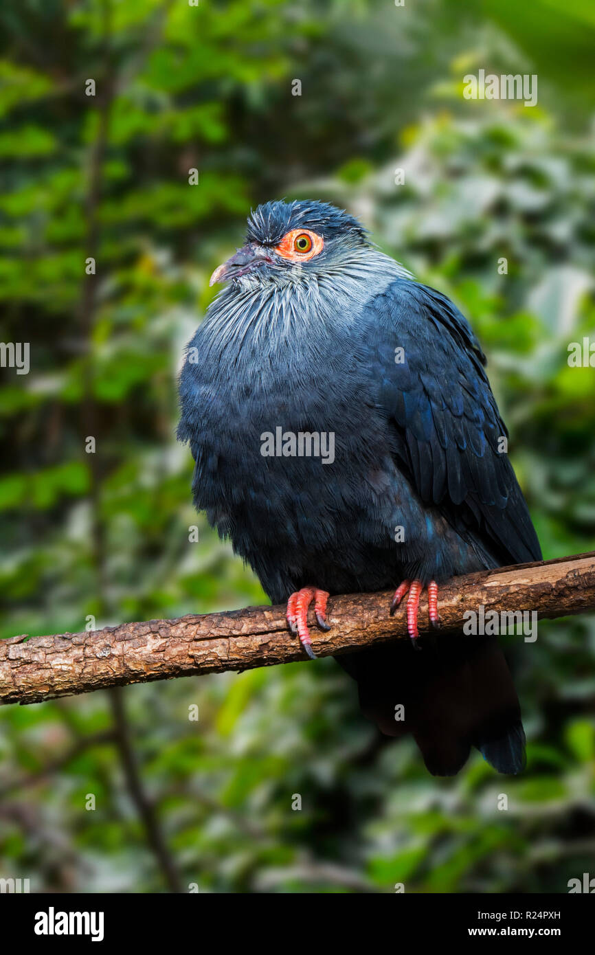 Blue pigeon hi-res stock photography and images - Alamy