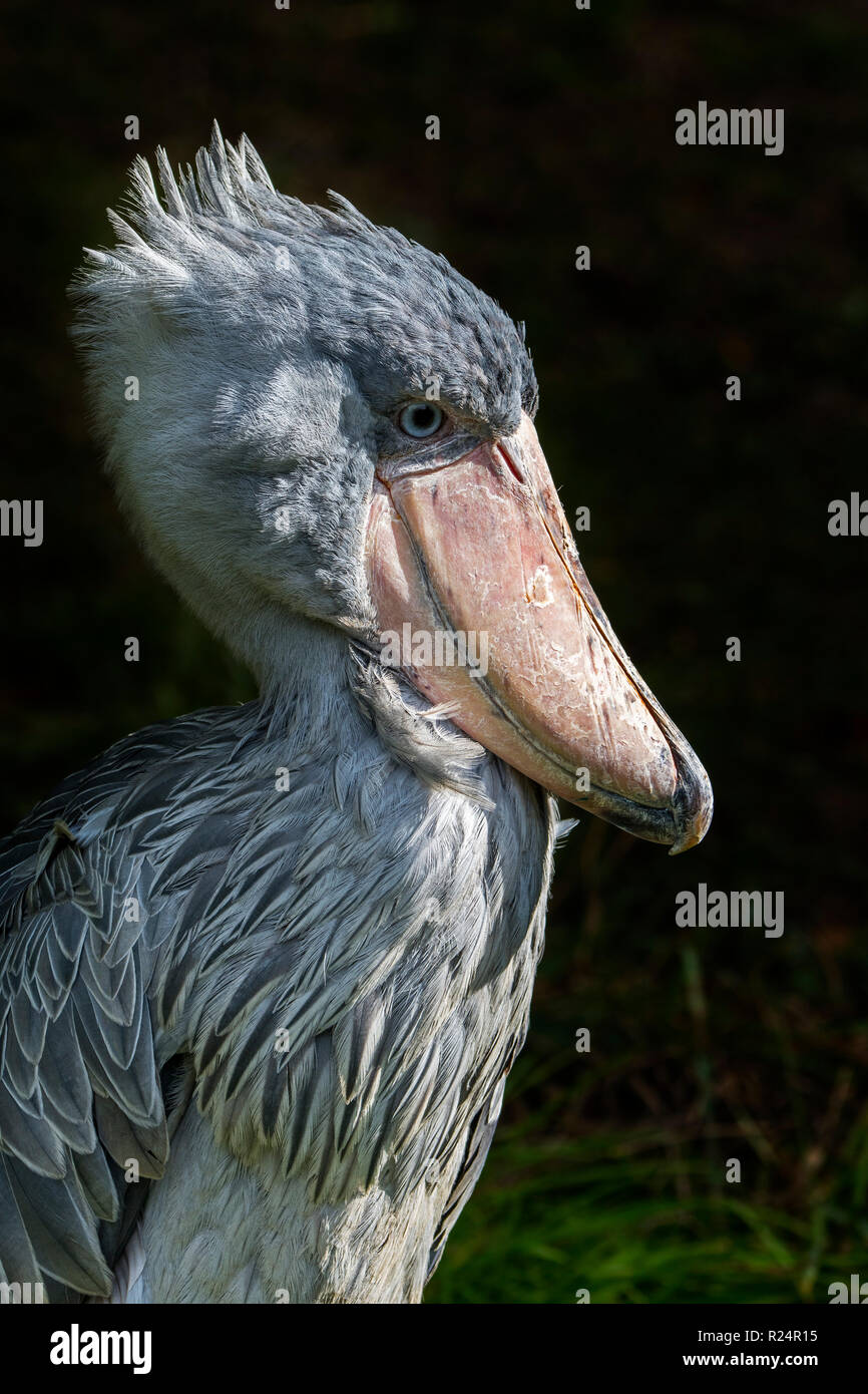 Shoe beaks hi-res stock photography and images - Alamy