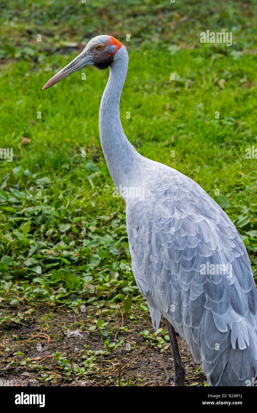 Brolga (antigone rubicunda) hi-res stock photography and images - Alamy