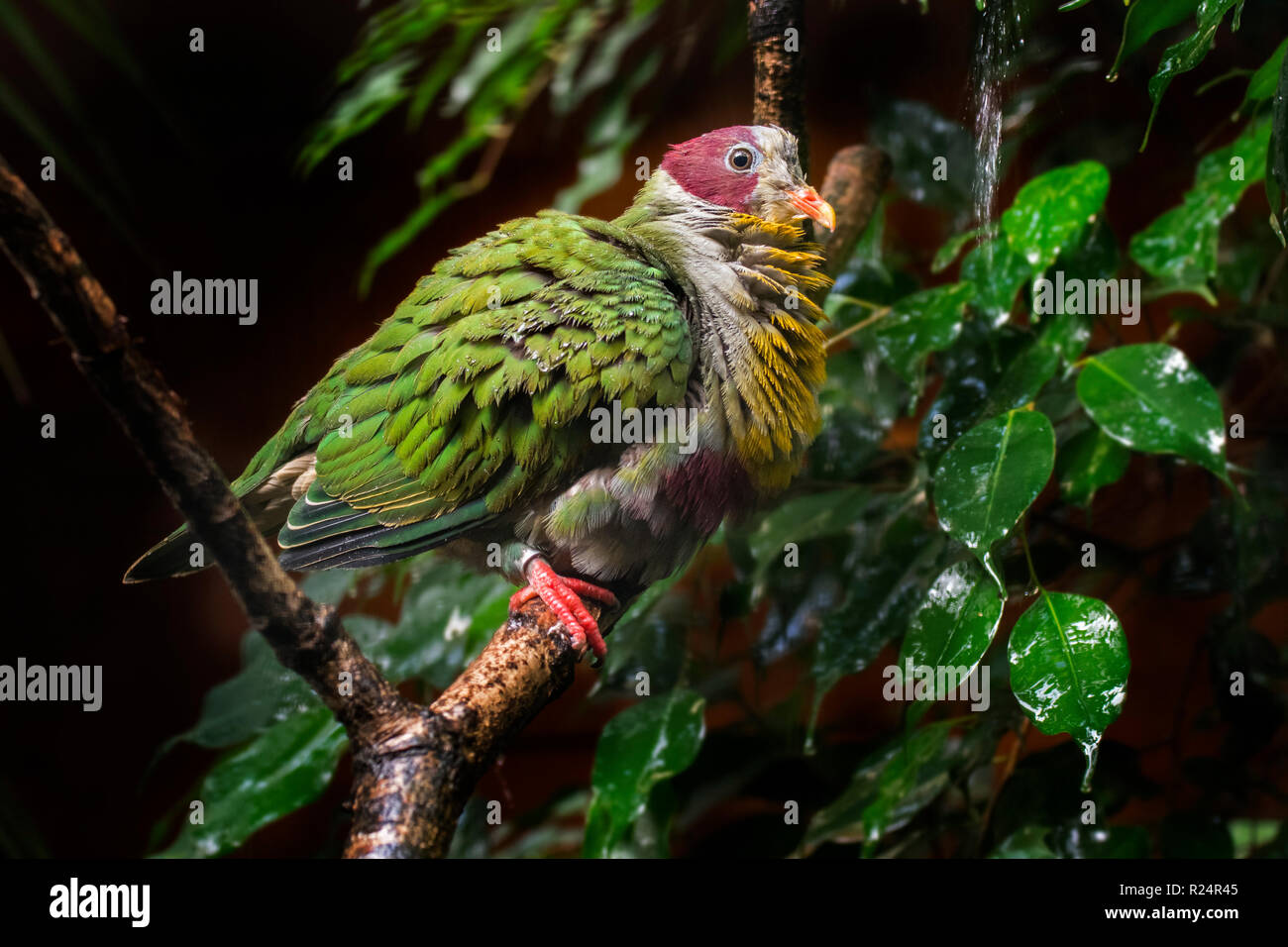 Fruit dove hi-res stock photography and images - Alamy