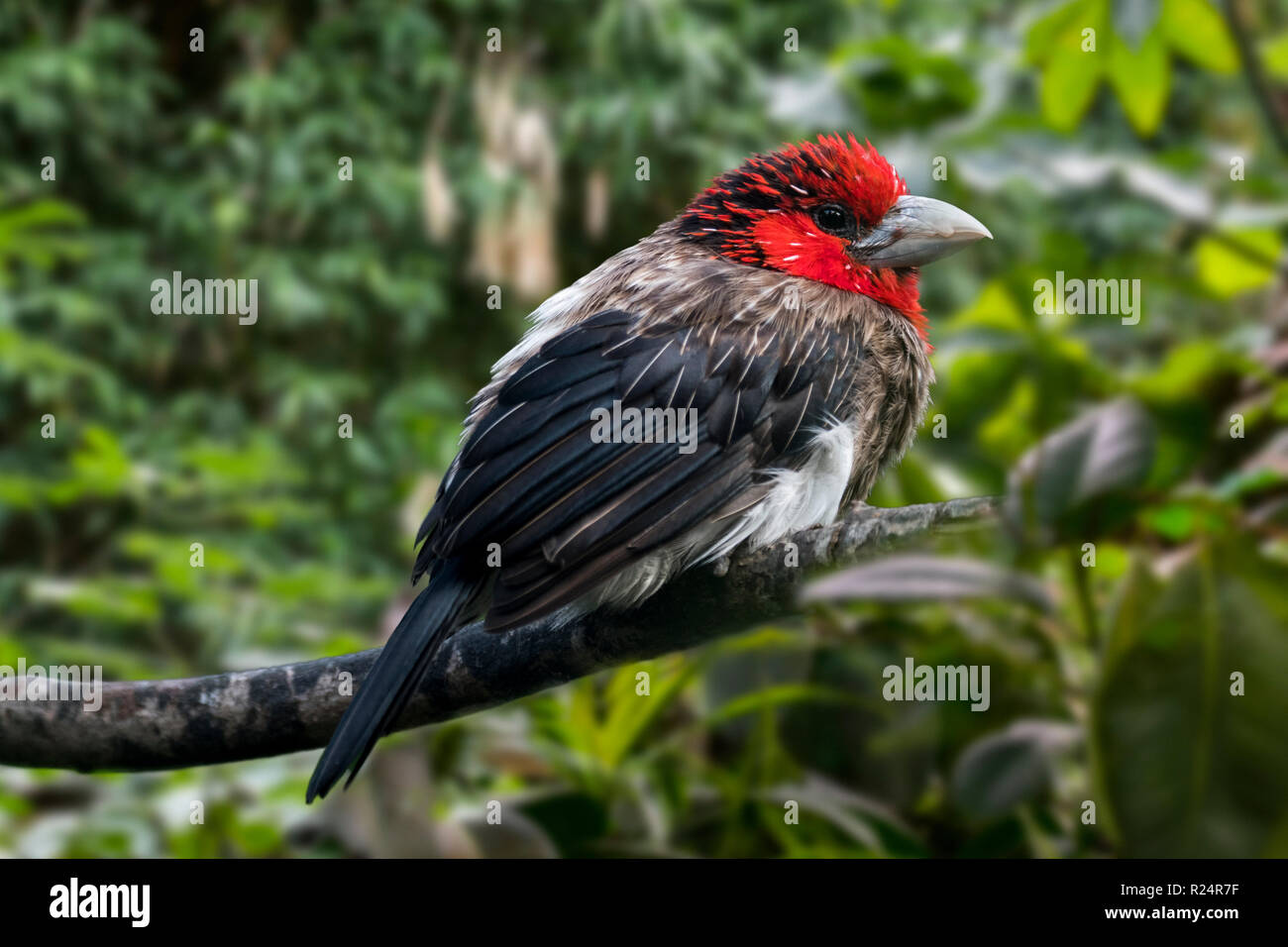 Brown-breasted barbet (Lybius melanopterus) perched in tree, native to ...