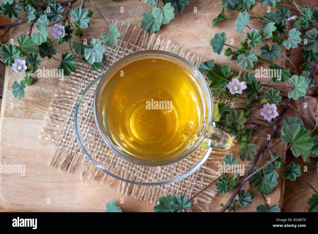 A cup of dwarf mallow tea and blooming plant Stock Photo - Alamy
