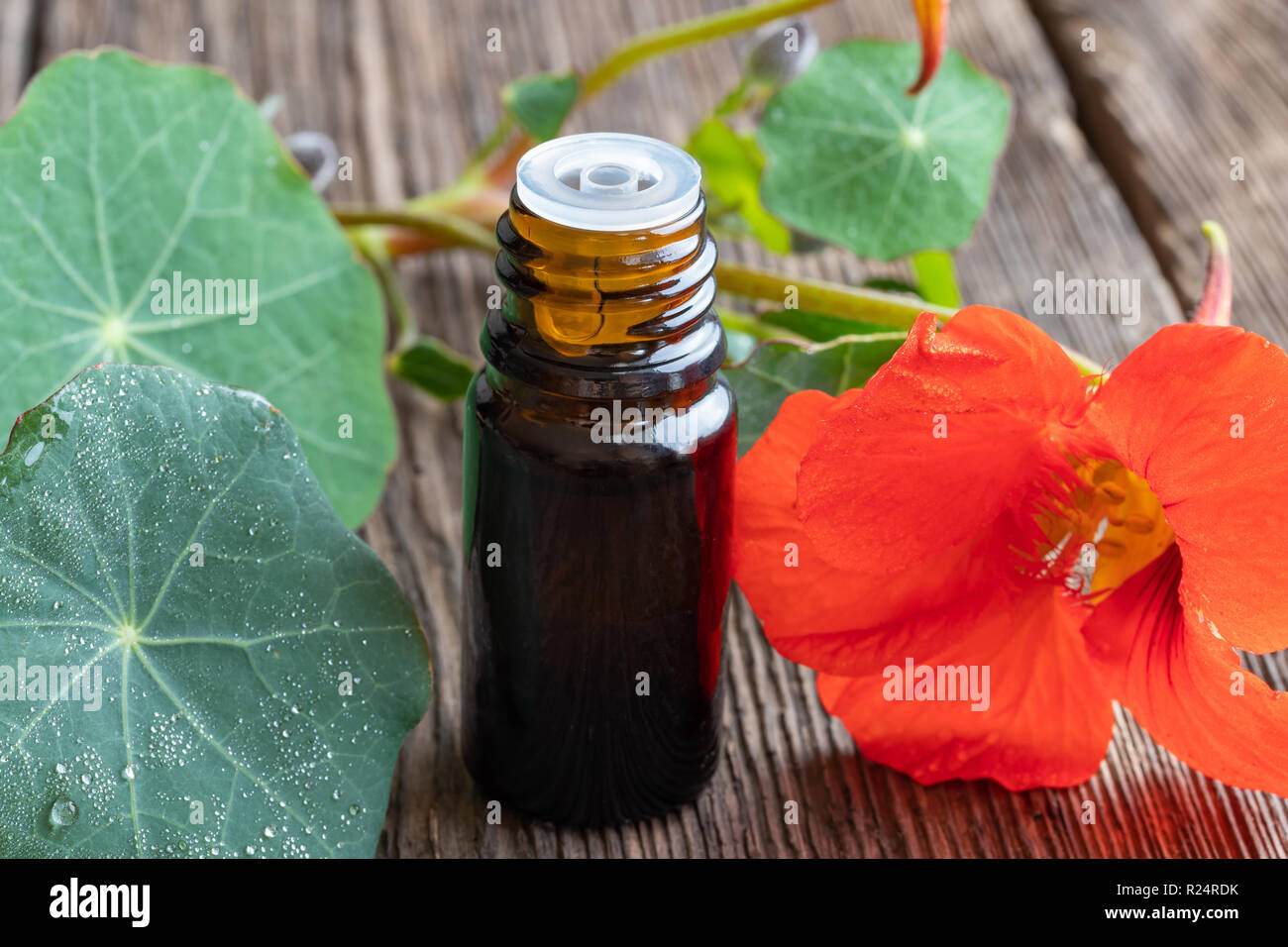 A bottle of nasturtium tincture with fresh bloomingTropaeolum majus ...