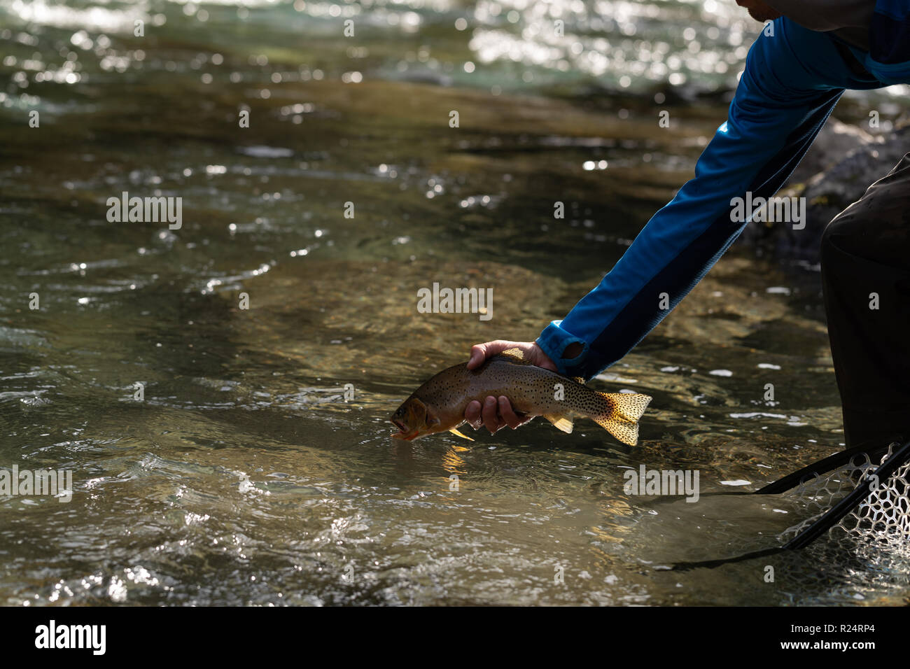 Fisherman releasing fish in river Stock Photo - Alamy