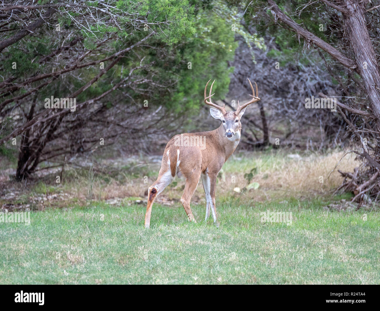Large Deer Buck Standing on Grass and Looking Backwards Towards Camera ...