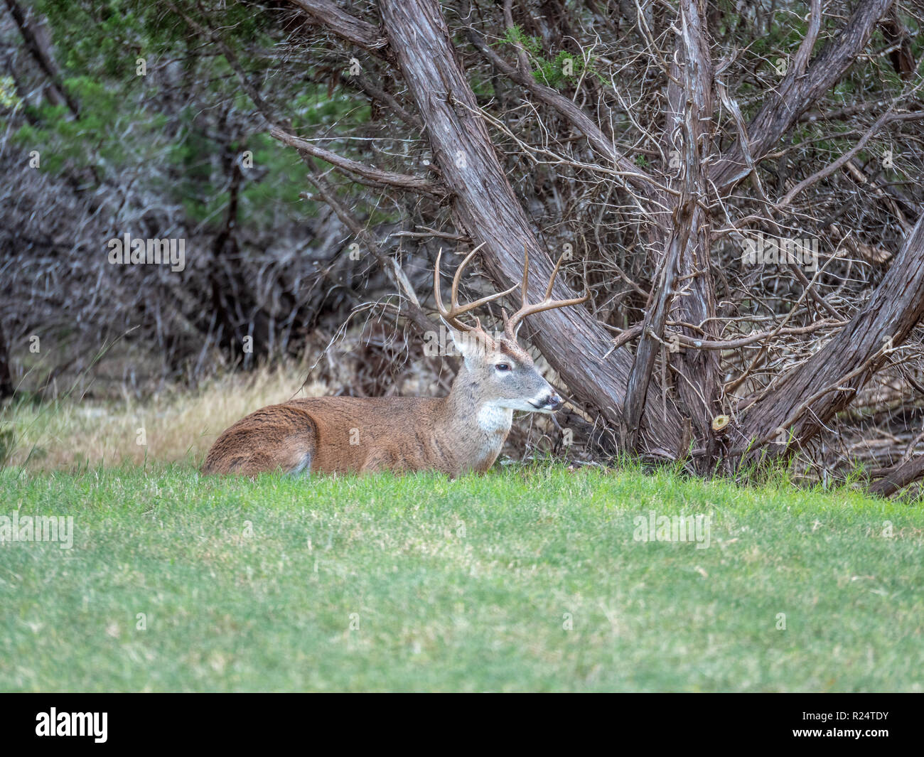 Buck Looking Right With Cedar Tree in the Background Stock Photo - Alamy
