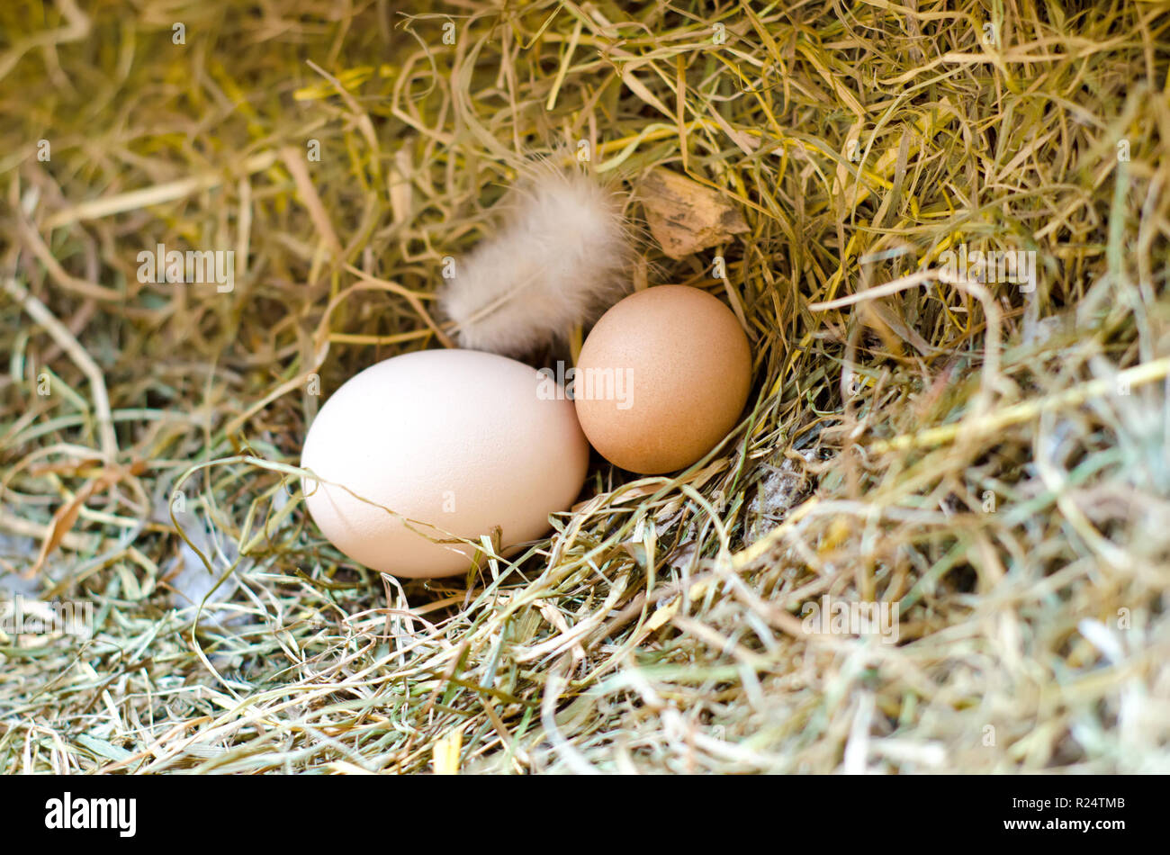 chicken eggs in a hay Stock Photo - Alamy