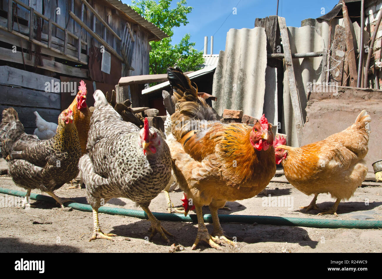 chicken eating on a farm Stock Photo - Alamy
