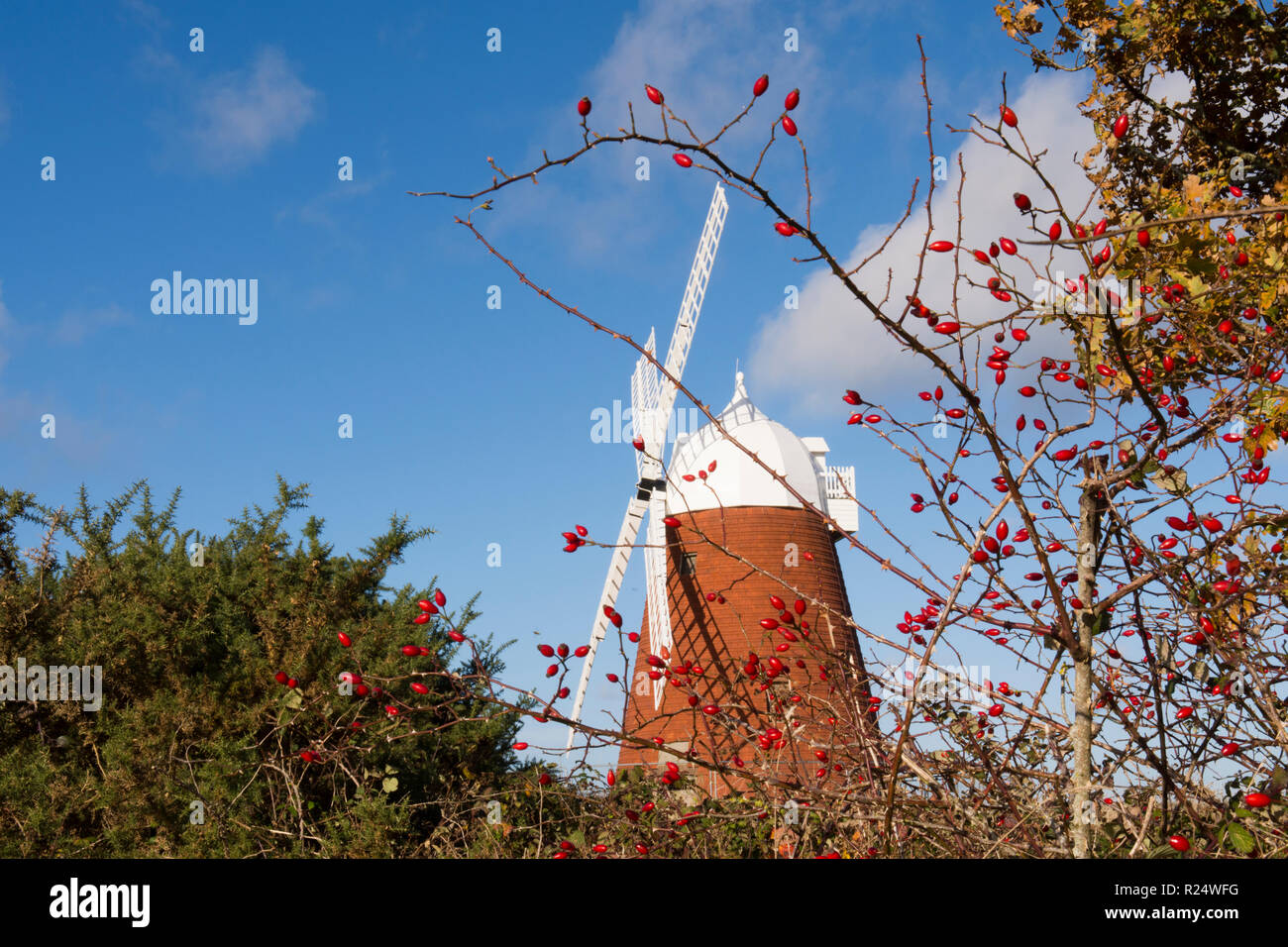 Rose windmill hi-res stock photography and images - Alamy