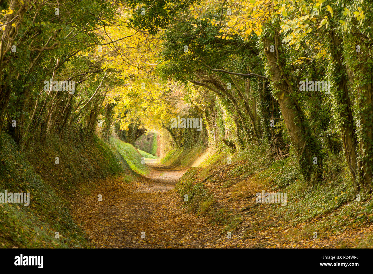 Tree tunnel, avenue, sunken lane, path, Halnaker, Sussex, UK. November ...
