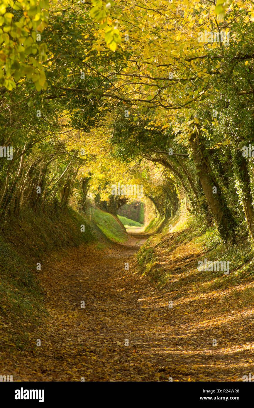 Tree tunnel, avenue, sunken lane, path, Halnaker, Sussex, UK. November ...