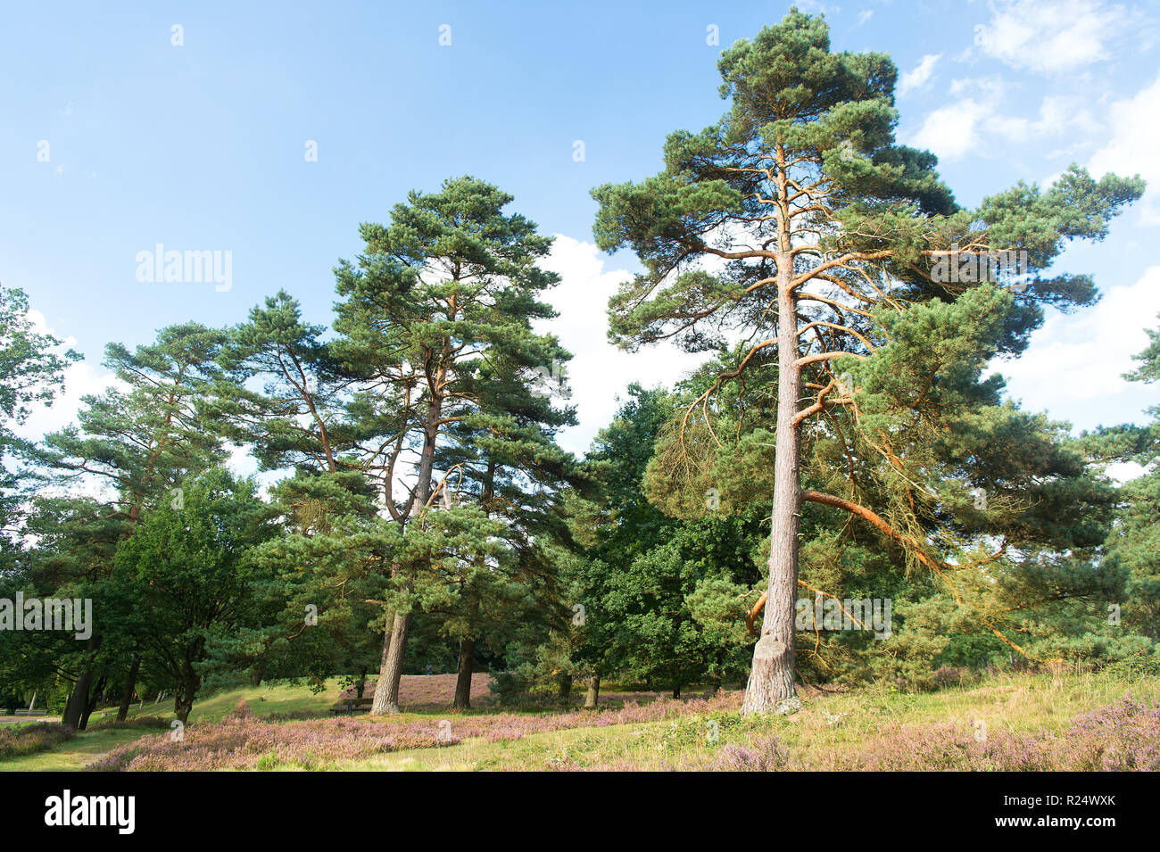 Forest high pine trees nature landscape. Pine trees forest.n Nature ...