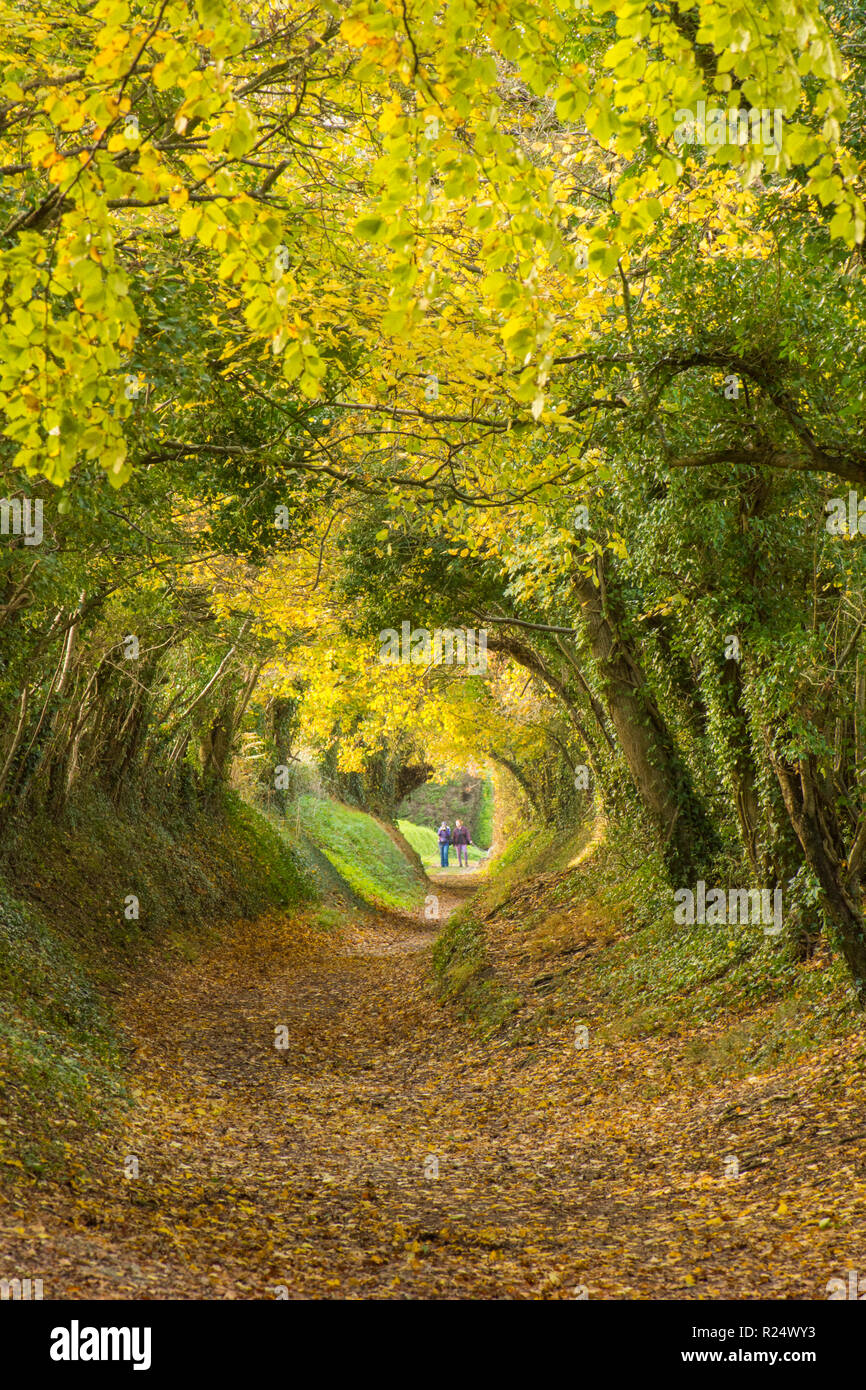Tree tunnel at halnaker hi-res stock photography and images - Alamy