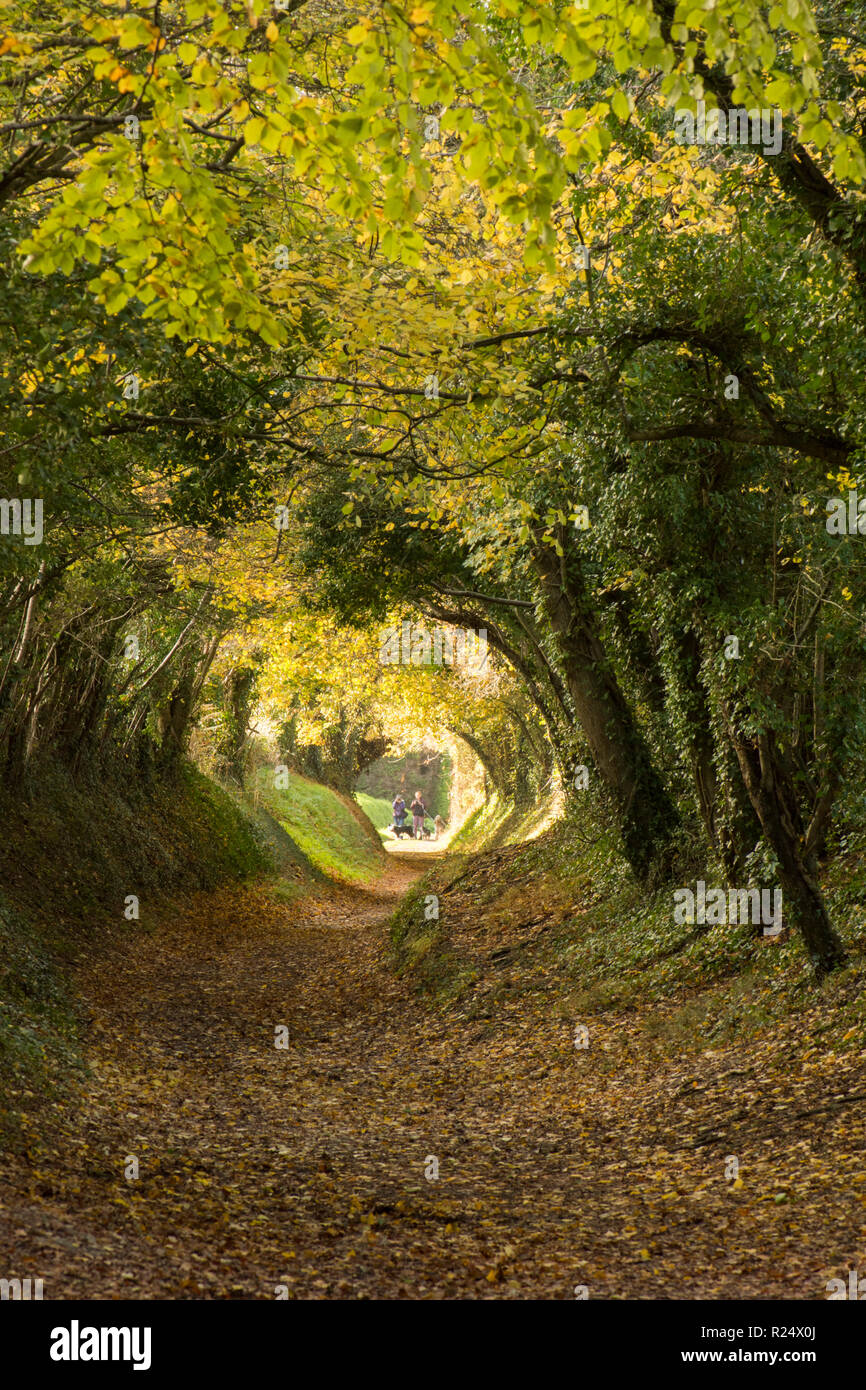Tree tunnel, avenue, sunken lane, path, Halnaker, Sussex, UK. November ...