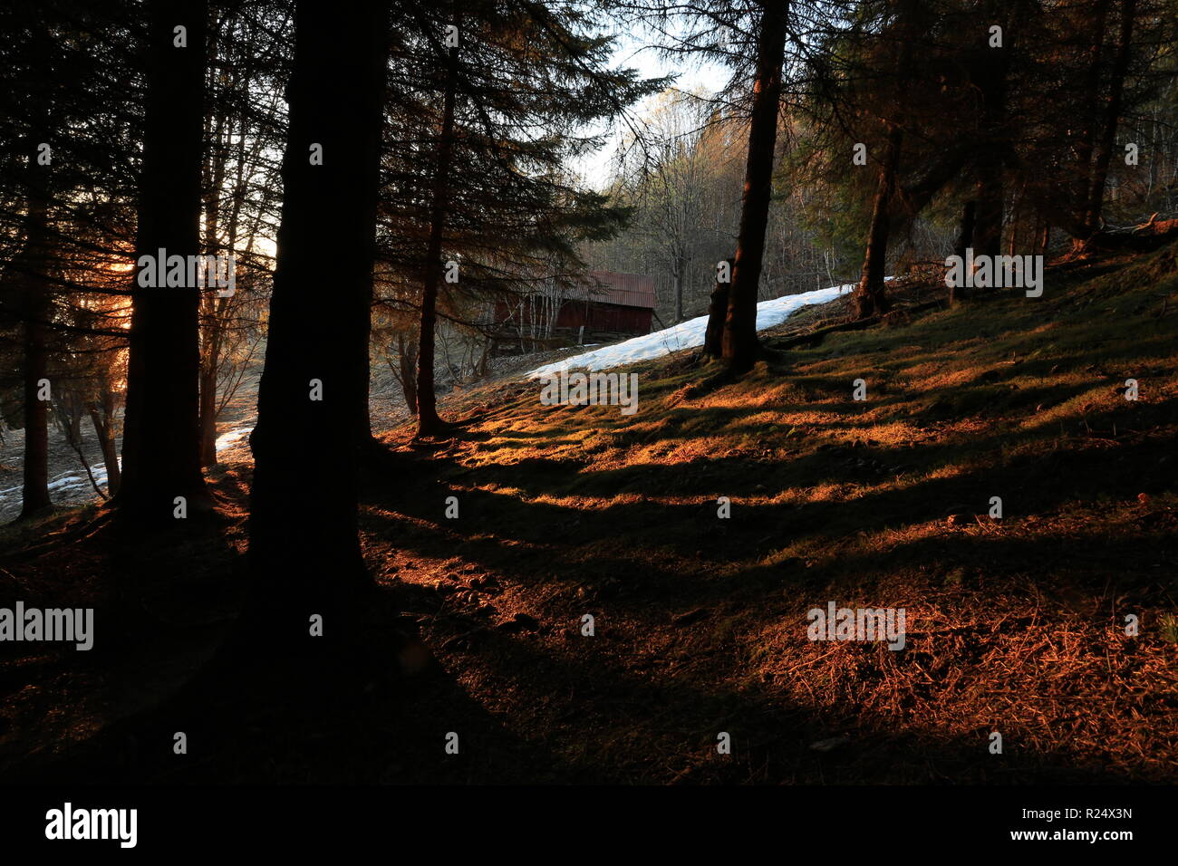 Spring In Nordic Forest Stock Photo - Alamy