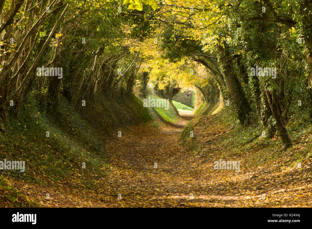 Tree tunnel, avenue, sunken lane, path, Halnaker, Sussex, UK. November ...