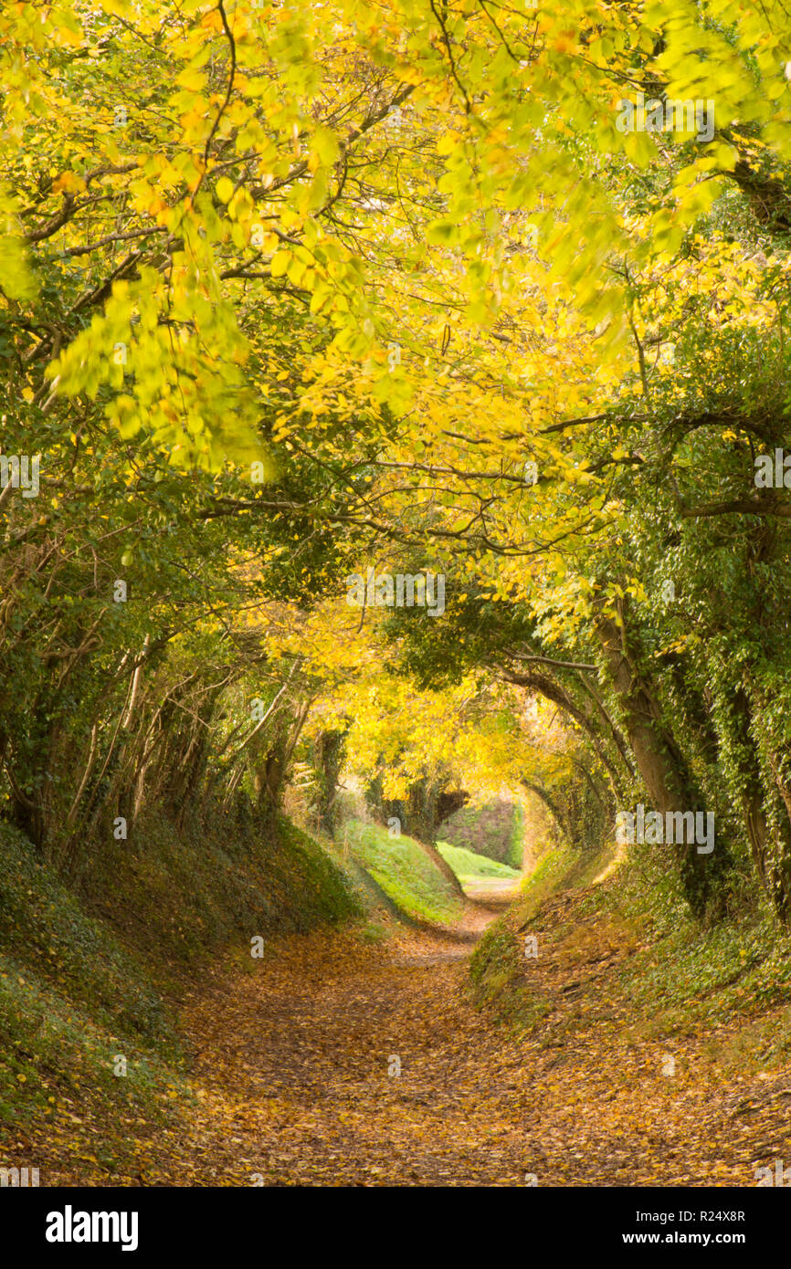Tree tunnel, avenue, sunken lane, path, Halnaker, Sussex, UK. November ...