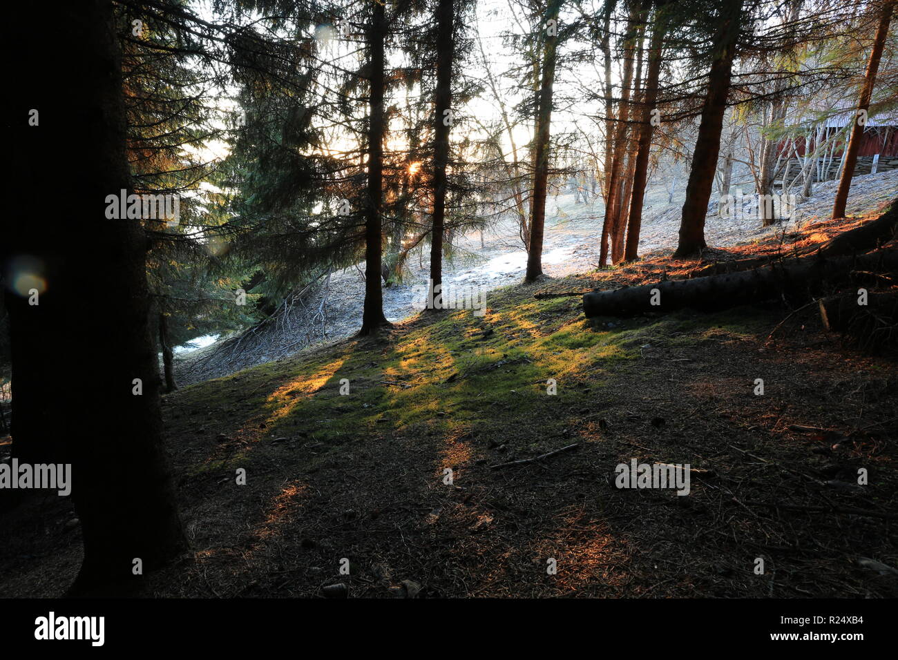 Spring In Nordic Forest Stock Photo - Alamy