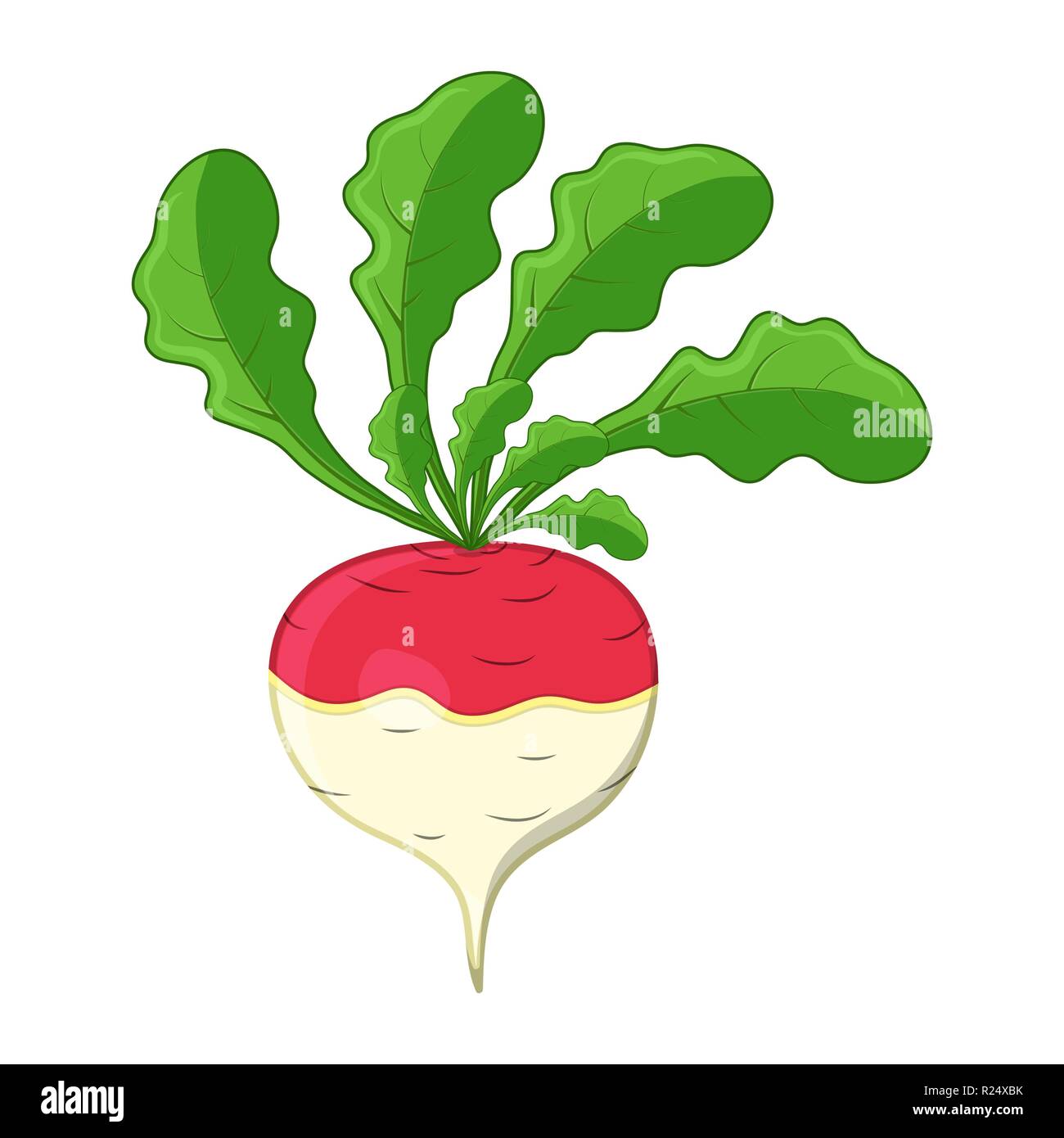 turnip cartoon icon design isolated on white background Stock Vector ...