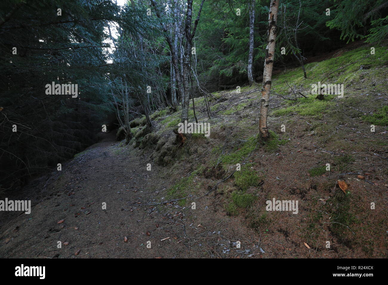 Spring In Nordic Forest Stock Photo - Alamy