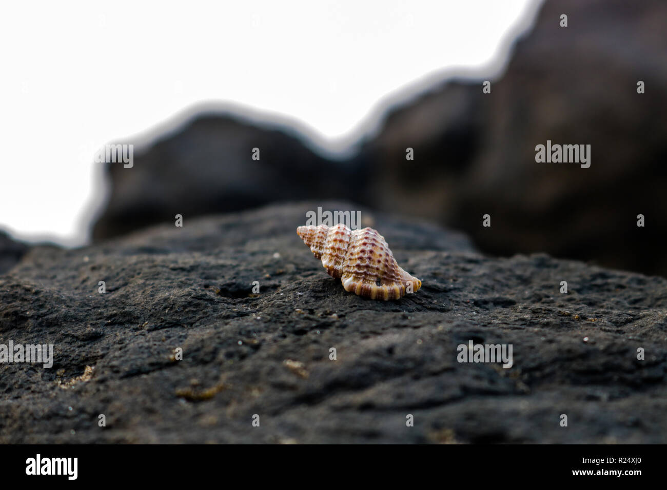 seashell on the rock Stock Photo - Alamy
