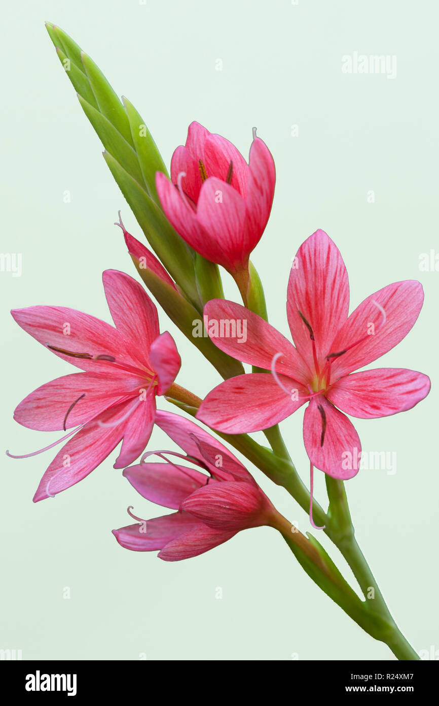 Hesperantha coccinea hi-res stock photography and images - Alamy