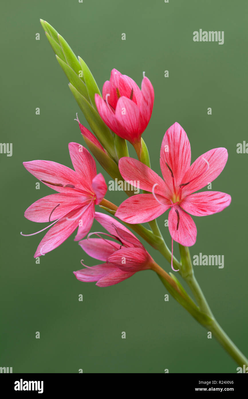 Mrs Hegarty, Hesperantha coccinea, Flower Stock Photo - Alamy