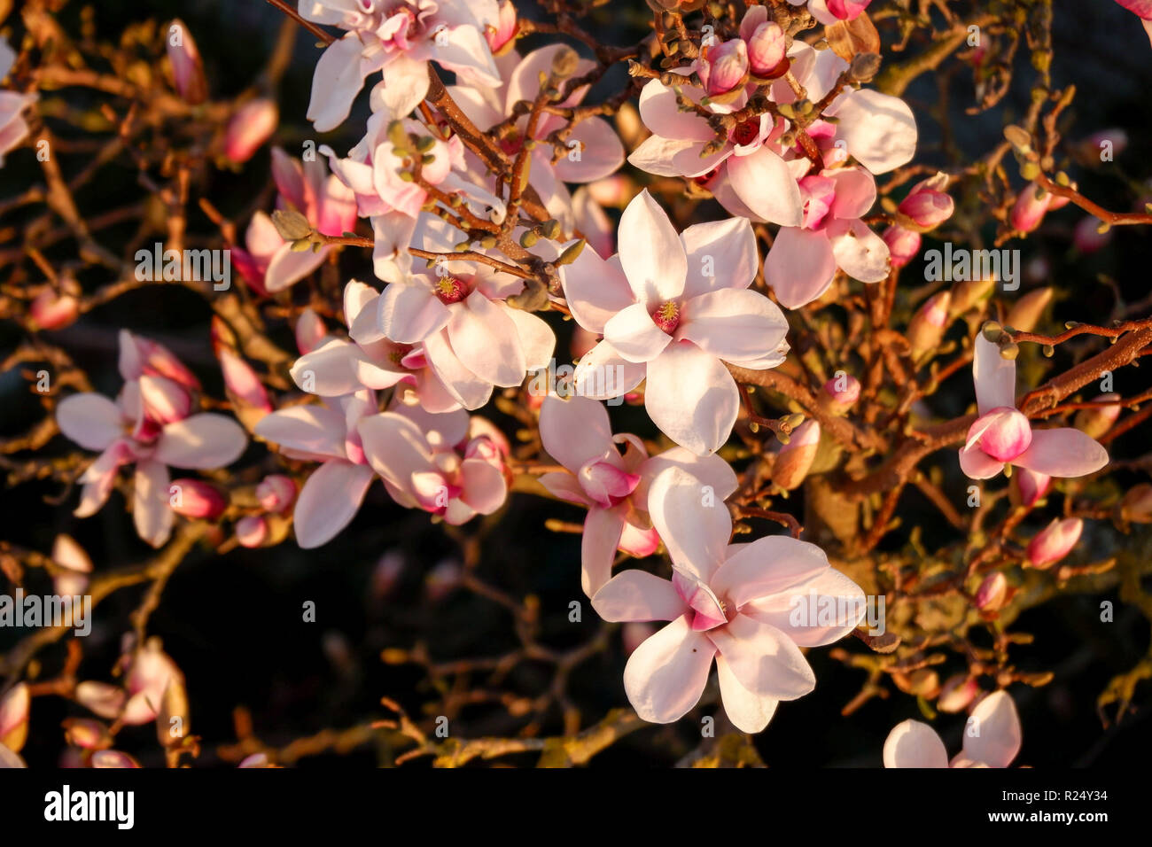 Rosa magnolia hi-res stock photography and images - Alamy