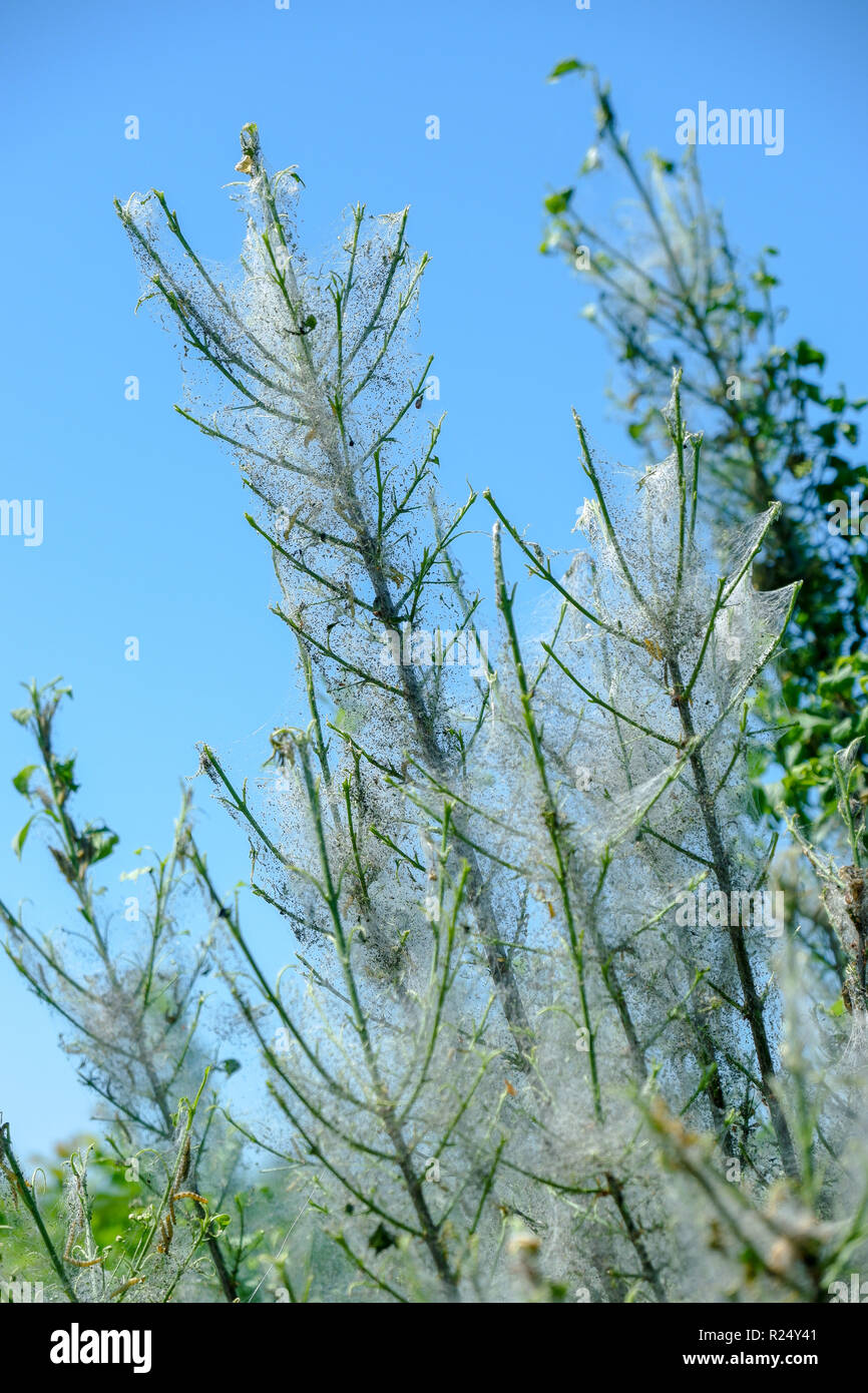 Bush spun in by the web moth Stock Photo - Alamy