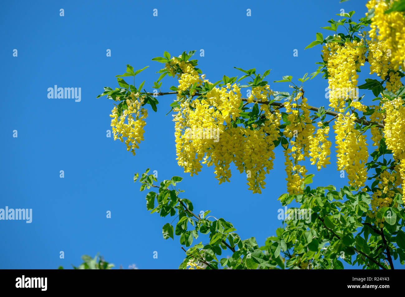 Golden rain hi-res stock photography and images - Alamy