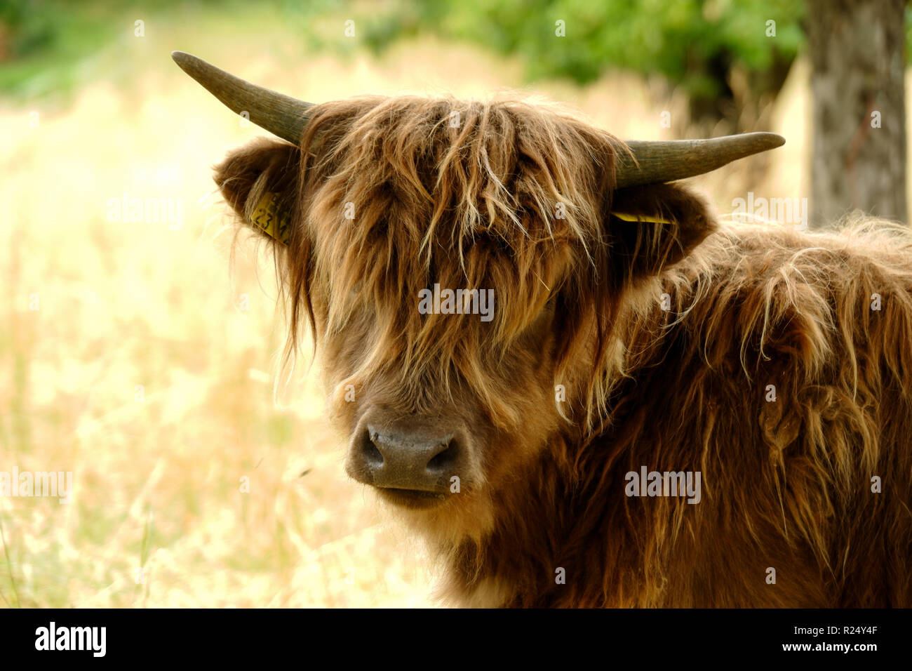 Scottish Highland Cattle Head Stock Photos & Scottish Highland Cattle ...