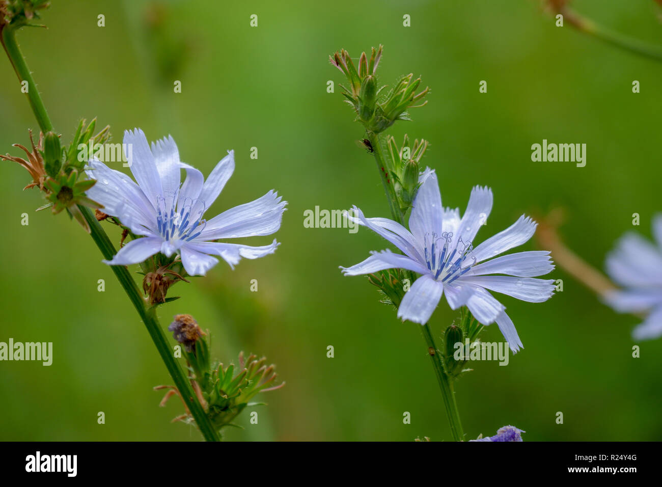 Flowers of the Common Chicory Stock Photo - Alamy