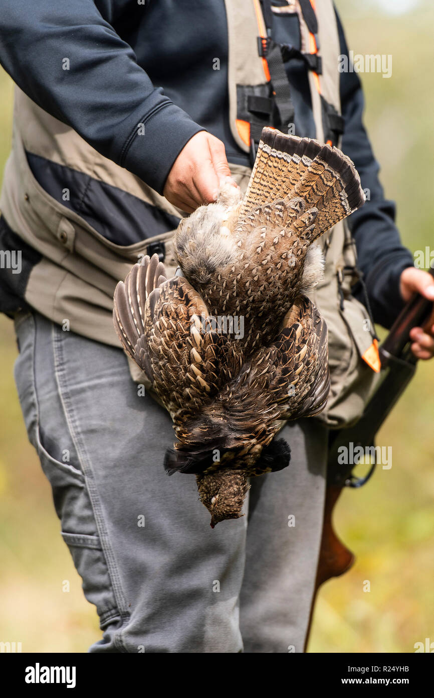 Ruffed grouse hunting in Minnesota Stock Photo - Alamy