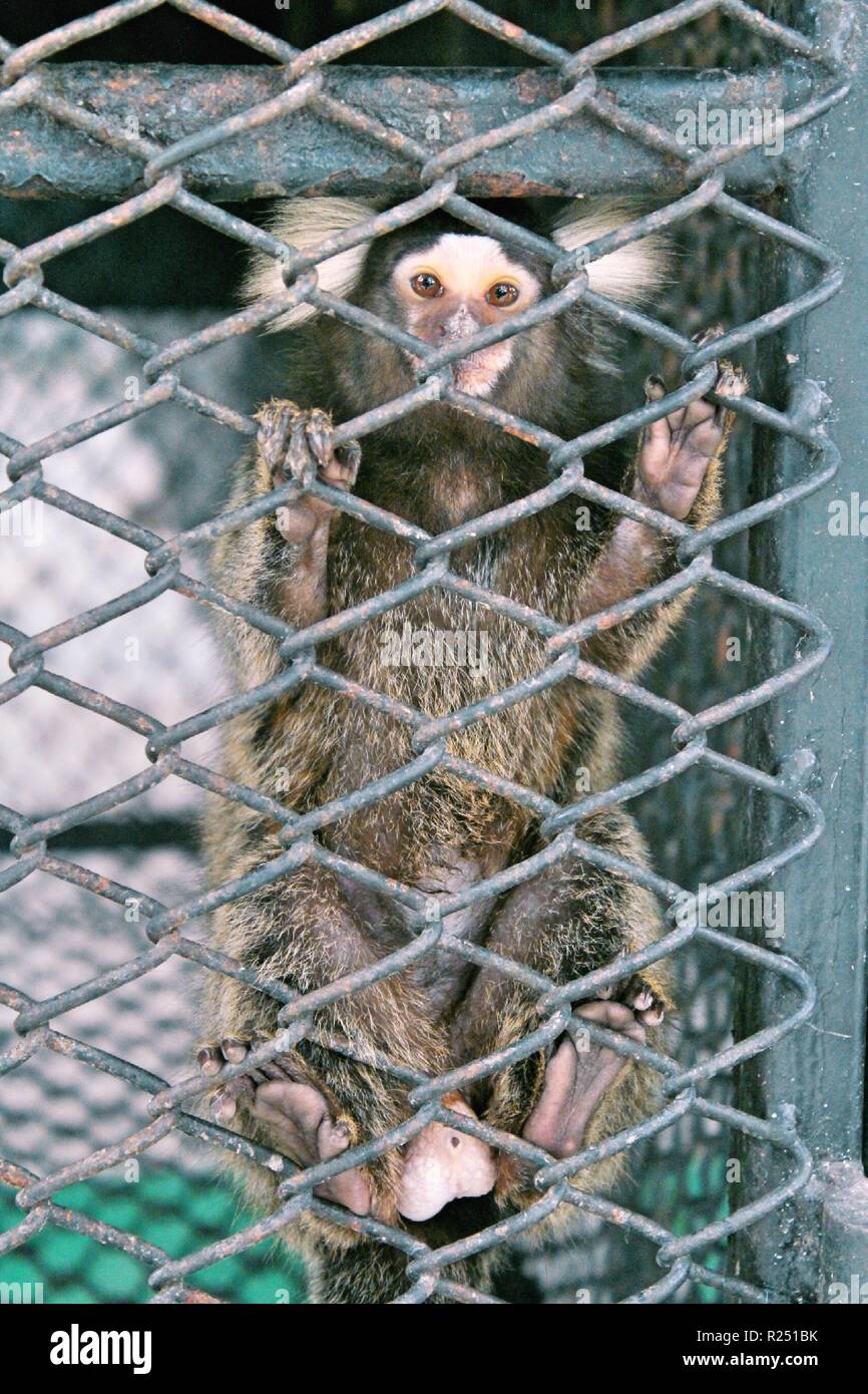 Chonburi, Thailand. 8th Nov, 2018. The common marmoset seen at the ...