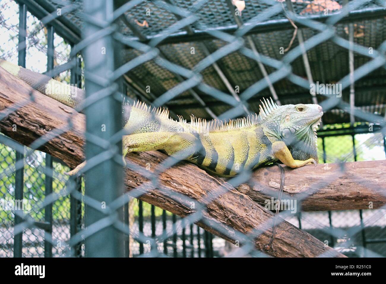 Chonburi, Thailand. 8th Nov, 2018. The green wing iguana seen at the ...