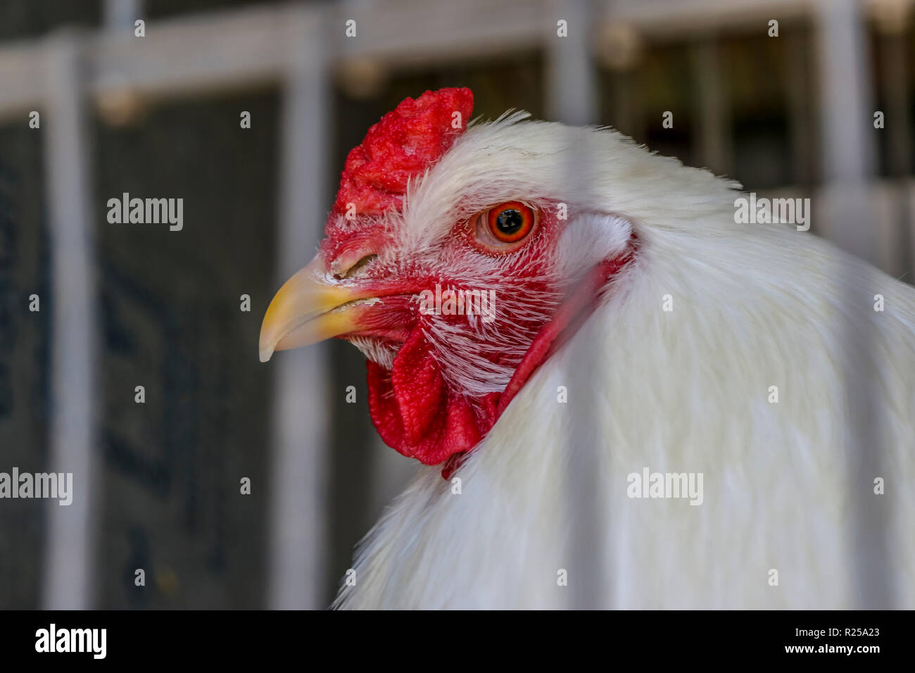 Red rooster australia hi-res stock photography and images - Alamy
