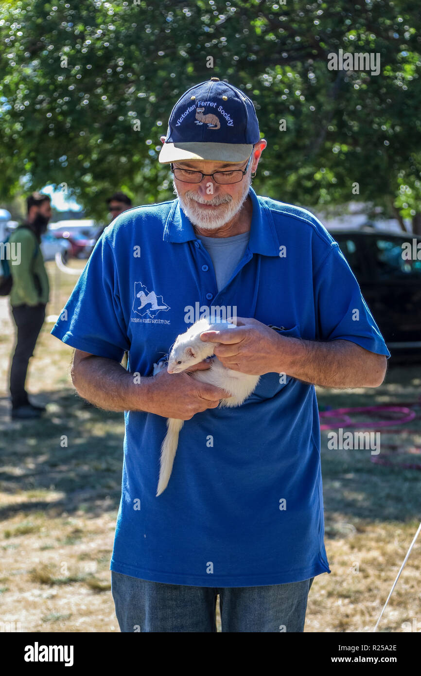 Prize ferret hi-res stock photography and images - Alamy