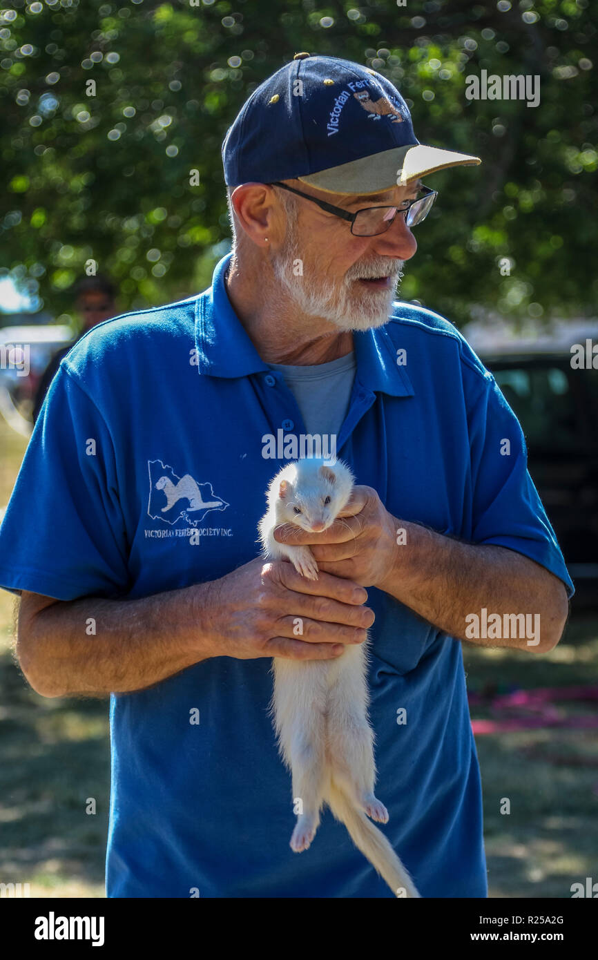 Prize ferret hi-res stock photography and images - Alamy