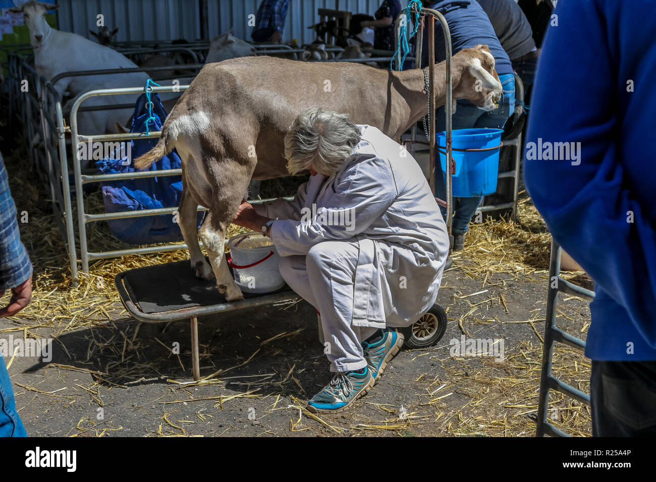 Goat farming australia High Resolution Stock Photography and Images - Alamy