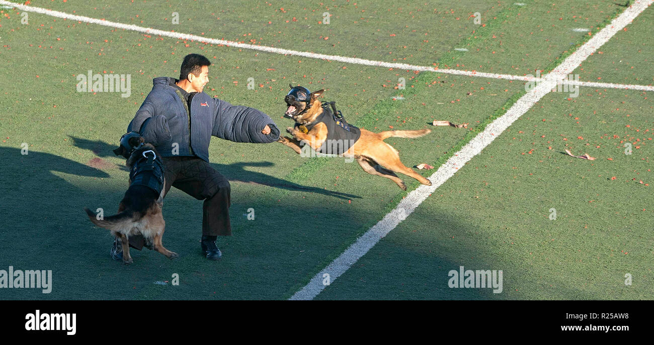 Police dog competition hi-res stock photography and images - Alamy