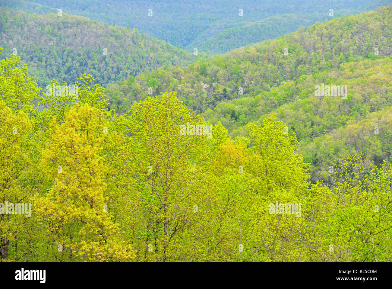 Temperate deciduous forest hi-res stock photography and images - Alamy