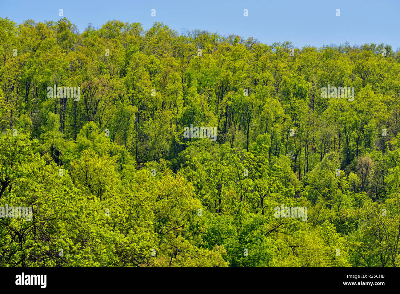 Temperate Deciduous Forest Pearltrees
