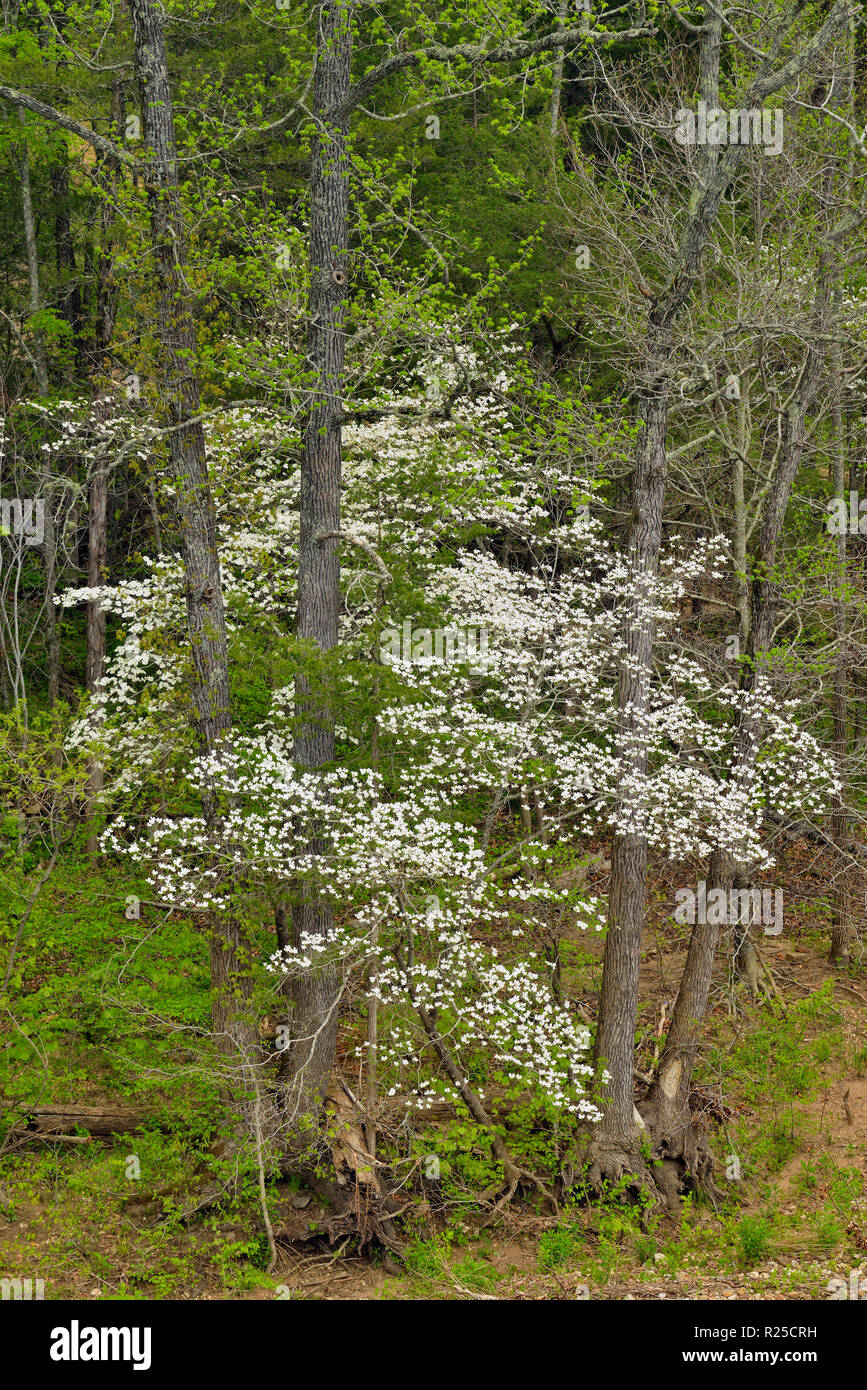 Spring forest along the shore of the Buffalo River, Buffalo National ...