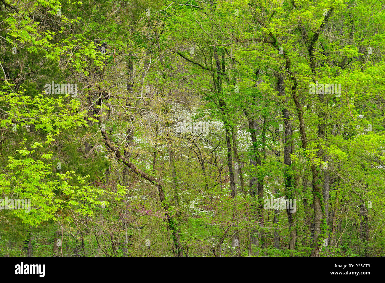 Hardwoods and flowering dogwood in the Boxley Valley, Buffalo National ...