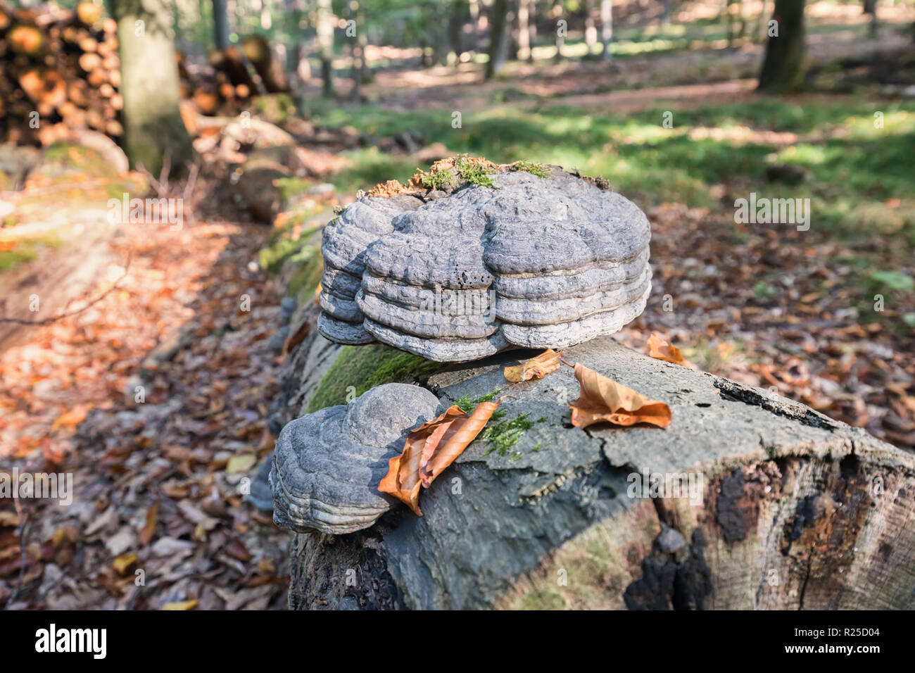 Fungus on deadwood hi-res stock photography and images - Alamy