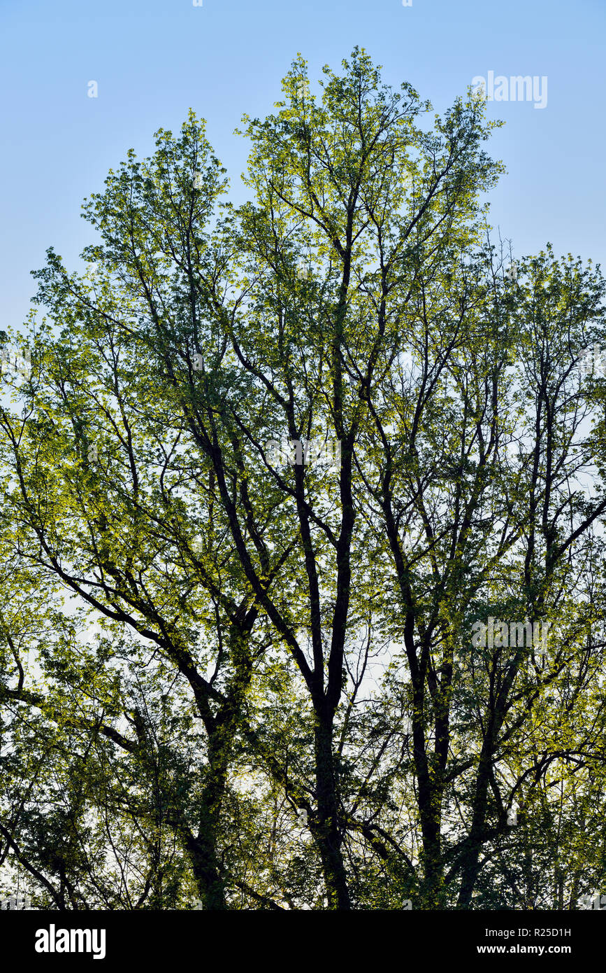 Spring foliage overhanging the Buffalo River at Pruitt Landing, Buffalo ...