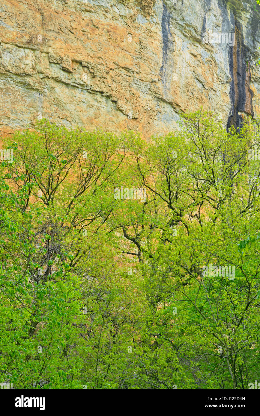 Cliffs and trees near Clark Creek, Buffalo National River- Lost Valley ...