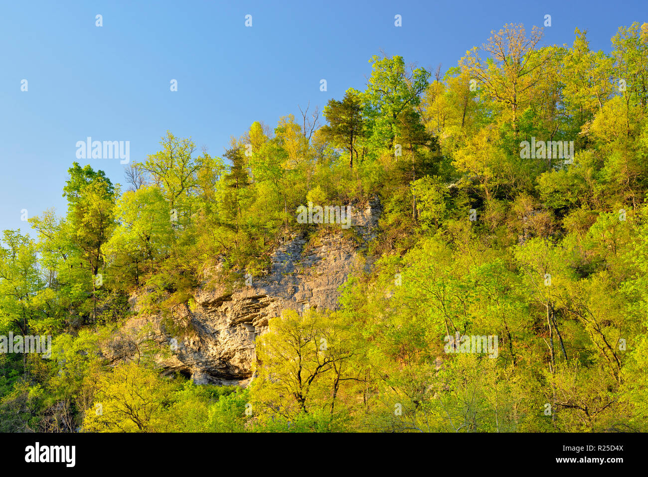 Spring foliage overhanging the Buffalo River at Pruitt Landing, Buffalo ...