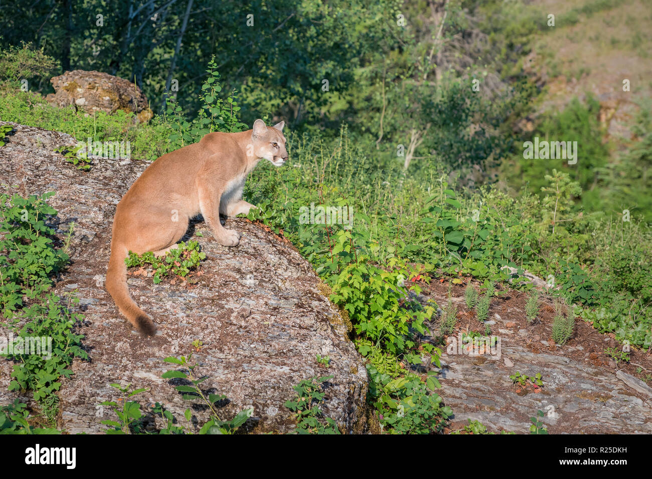 Lion wild below hi-res stock photography and images - Alamy