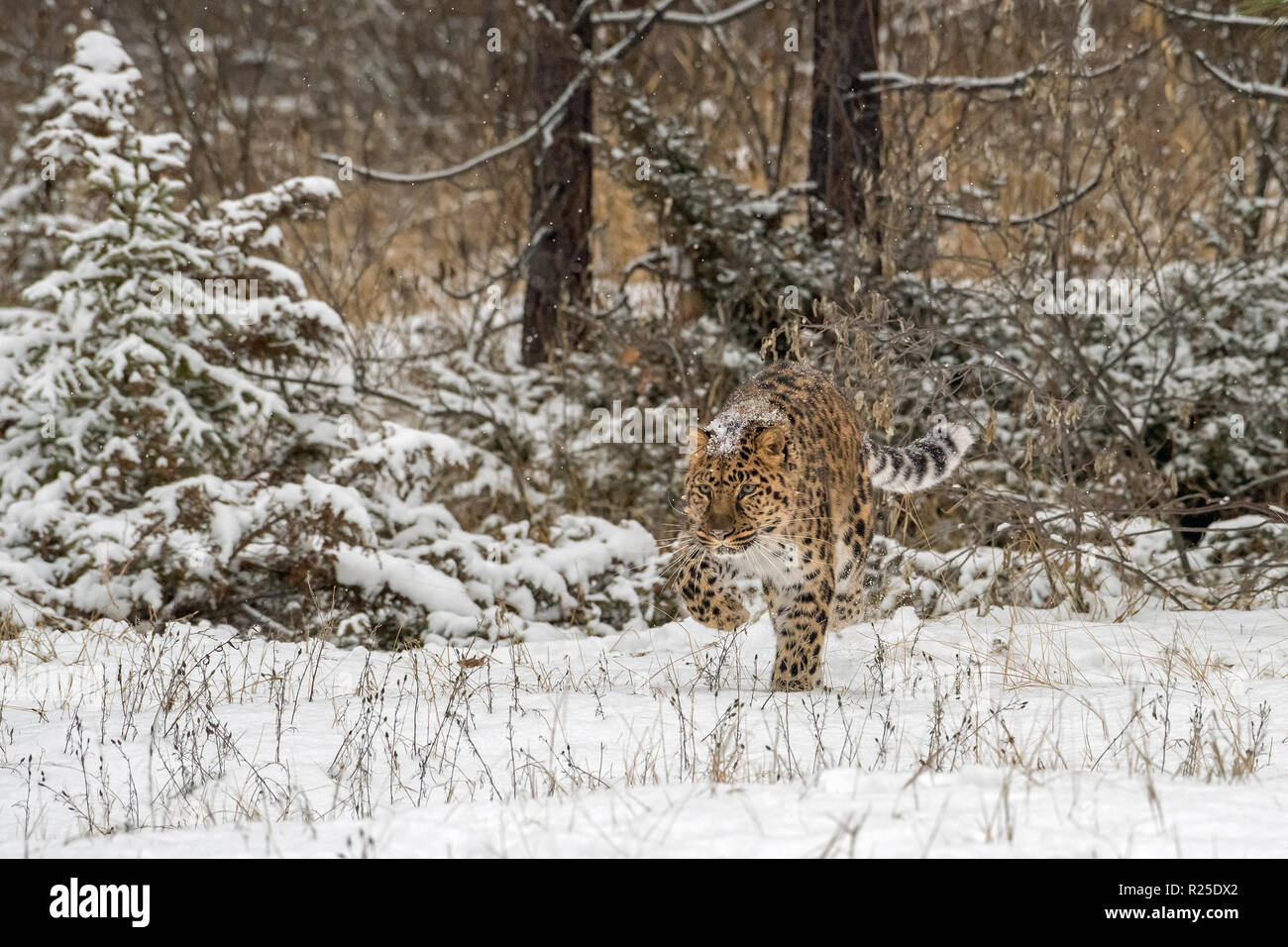 Amur Leopard Habitat Forest